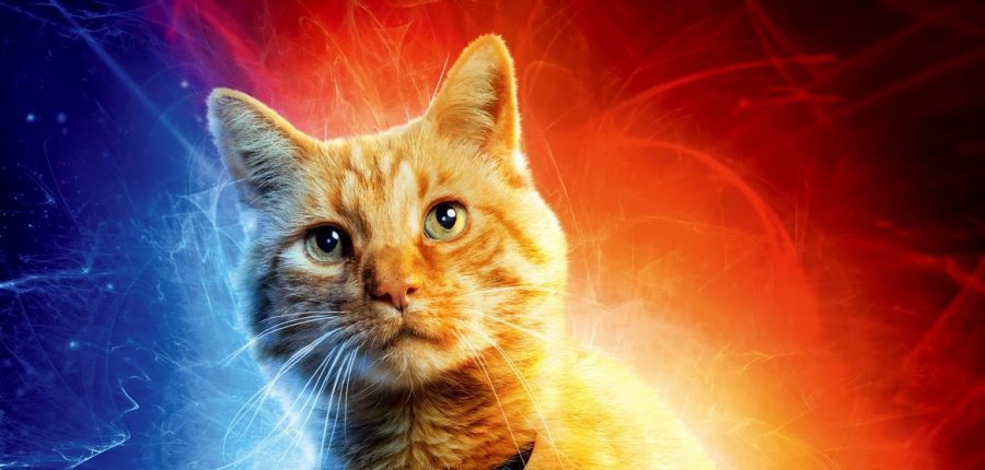 ¿Quiénes son los gatos con poderes de The Marvels?
